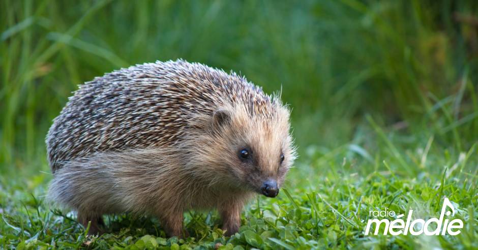 Tout savoir sur le hérisson - Radio Mélodie