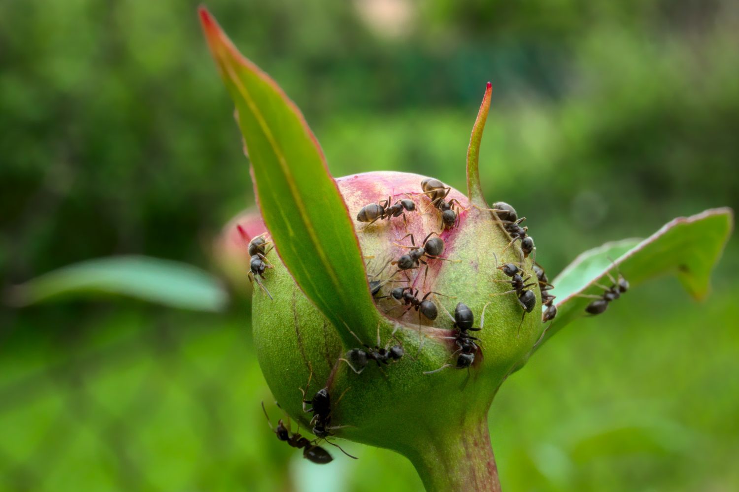 Les conseils d'Élodie pour éloigner les fourmis de votre jardin ...